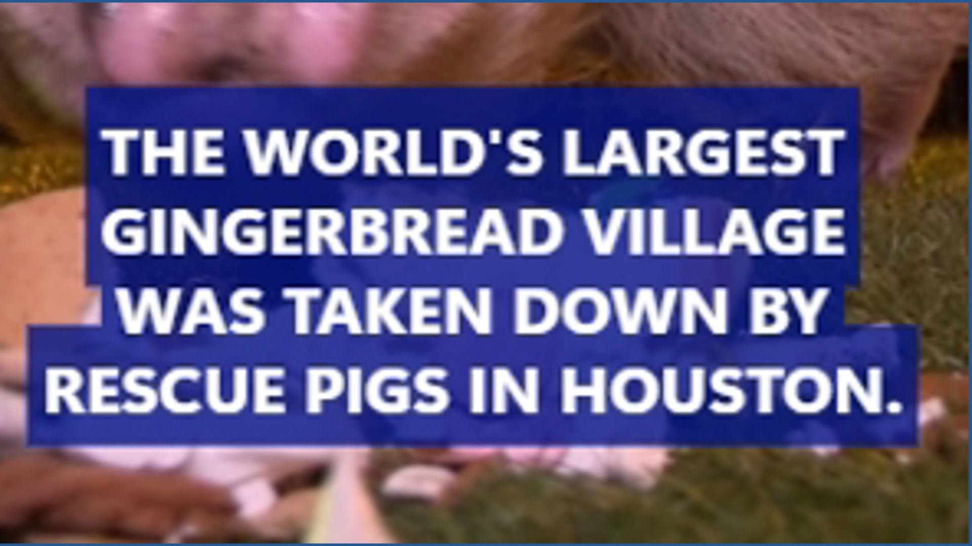 Rescue pigs destroy world's largest gingerbread display
