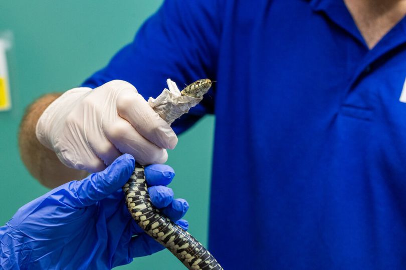 Harmless snake in Cornwall left to die in 'cruel, illegal' trap