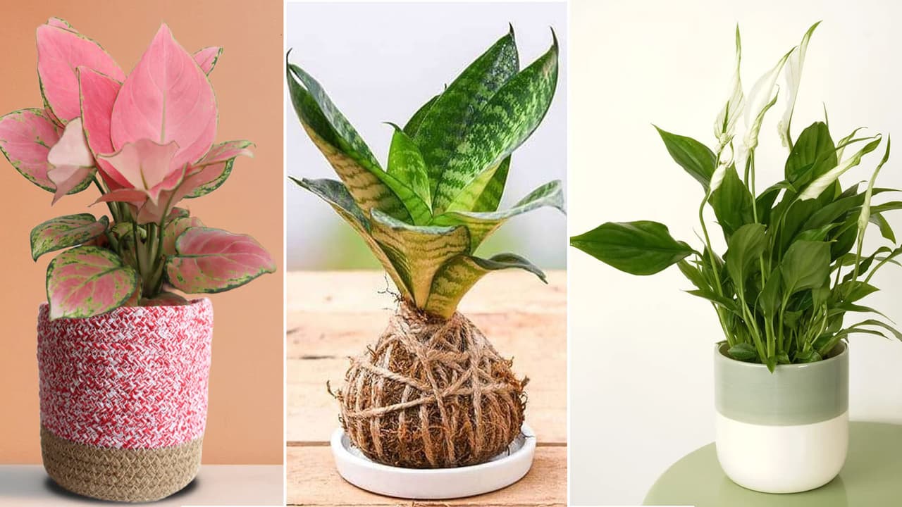 No space? No problem! Nerve to peperomia - 5 indoor plants transform ...