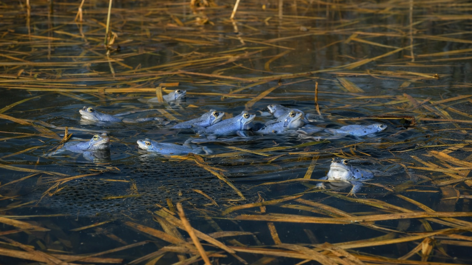 Blue frogs gather in a spring pond