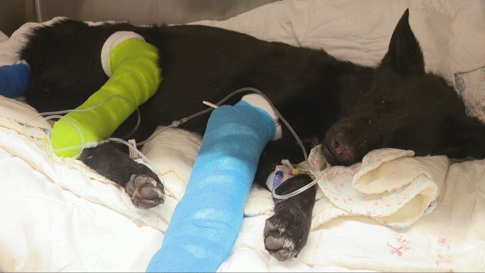 'Do everything we can': Brave dog named Seven fights for her life at ...