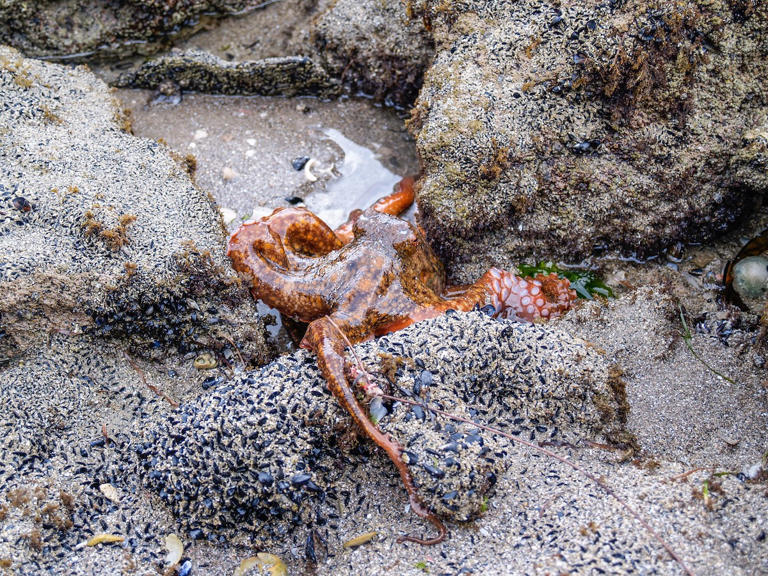 Kraken emerging from rocks: Octopus video will blow your mind
