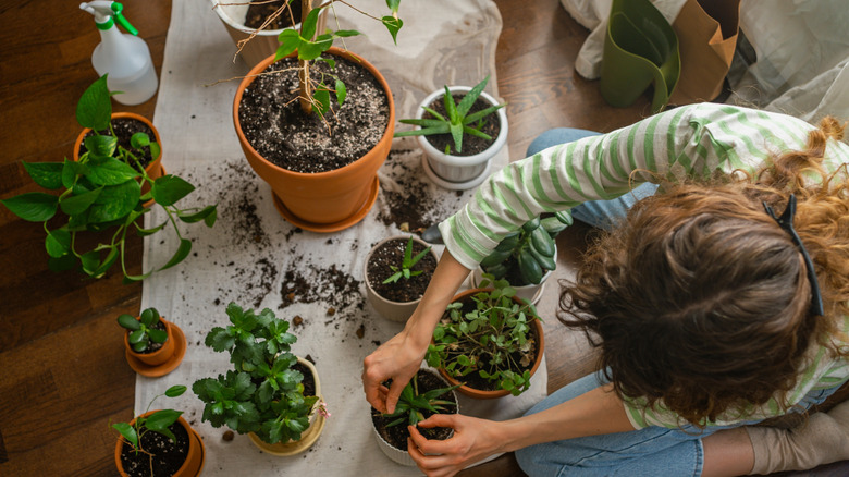 The Hard-To-Find Houseplant With Stunning Foliage & Fragrant, Star ...