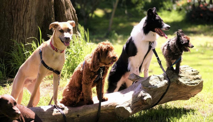 6 suspects of dog dementia checks, up to 35% of cases over the age of 8