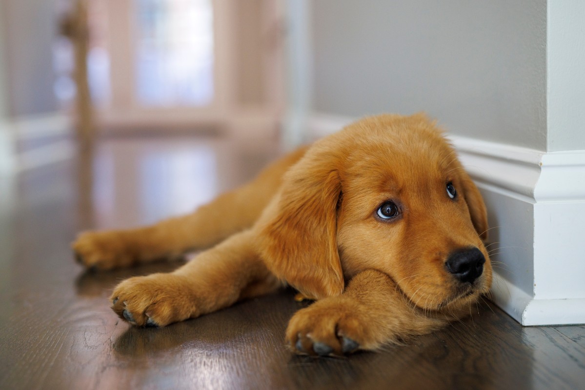 Doting watchdog won't leave dad's side while he recovers from cancer ...