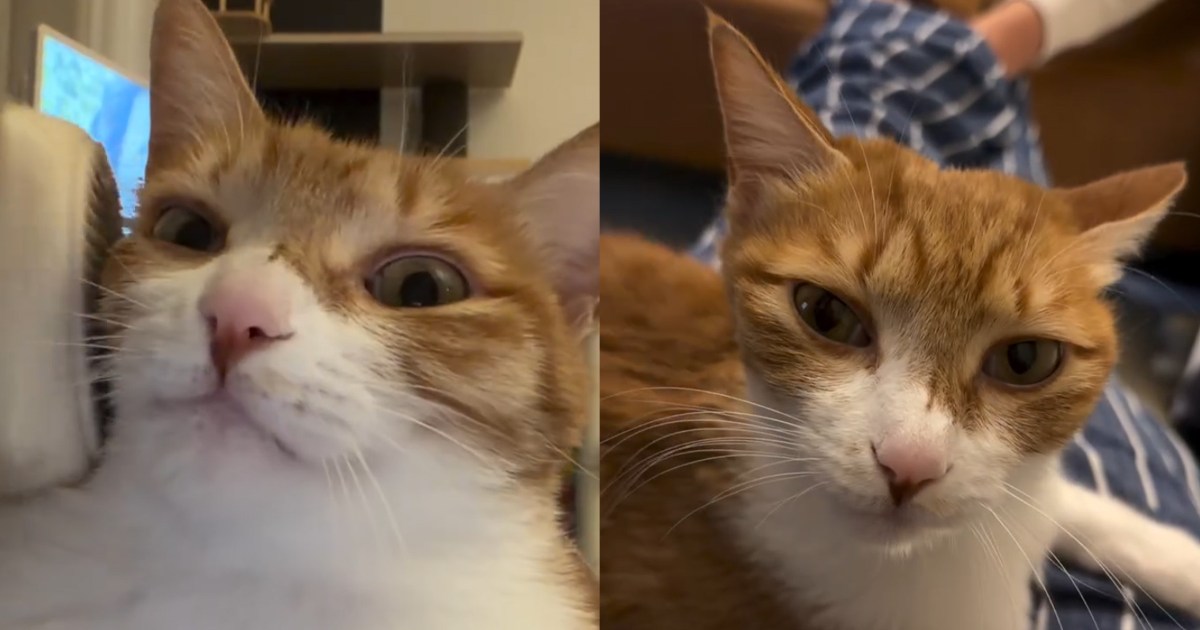 Video of cat enjoying a face massage will make your day