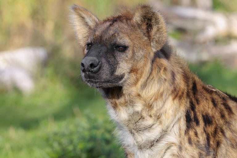 Spotted hyenas seemingly make surprise return after 5,000 years!