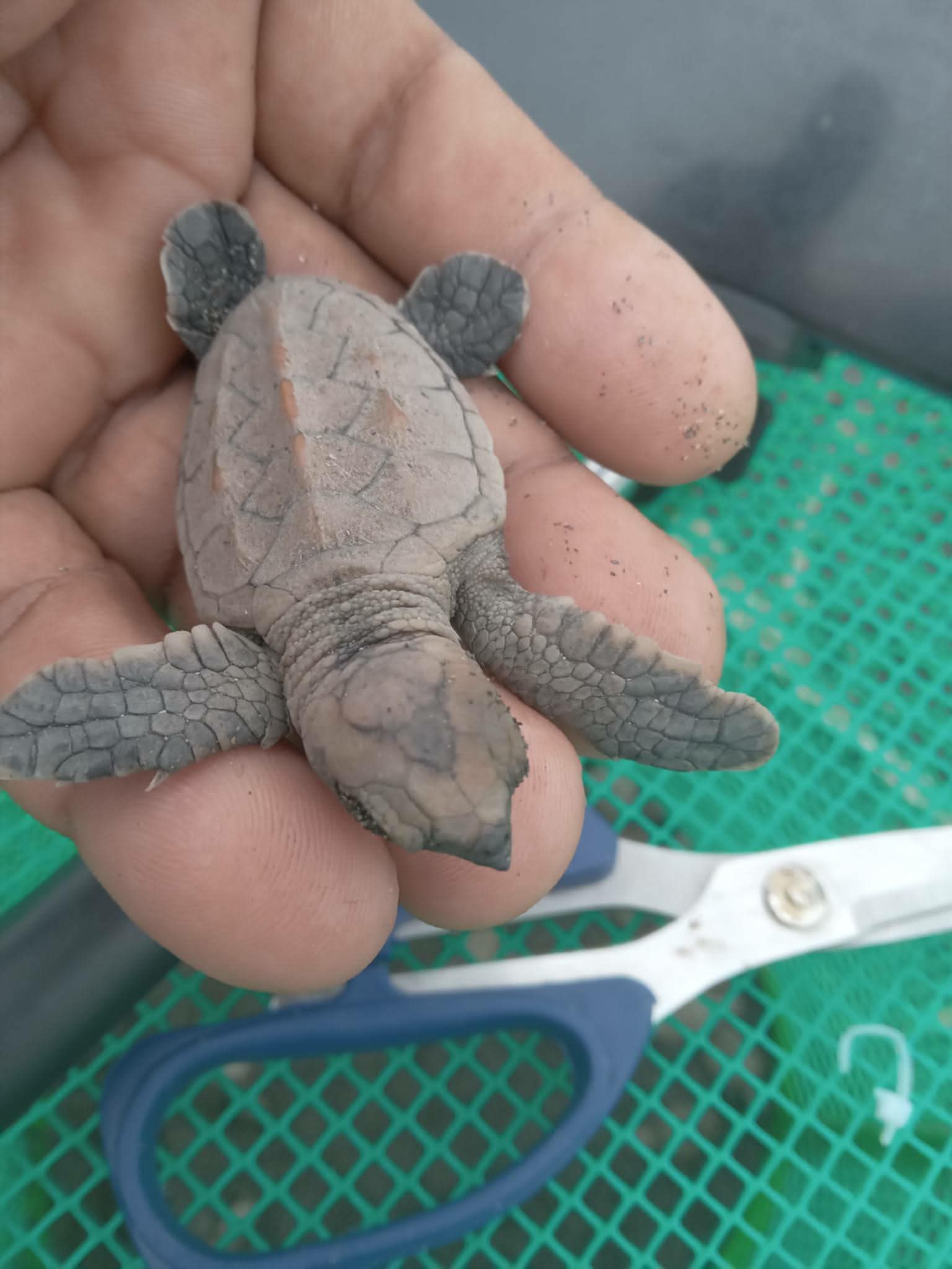100 hawksbill sea turtle hatchlings emerge in Calapan hatchery