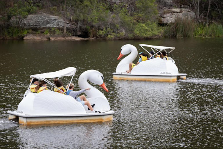 The swan-shaped boats ruffling a Sydney council’s feathers