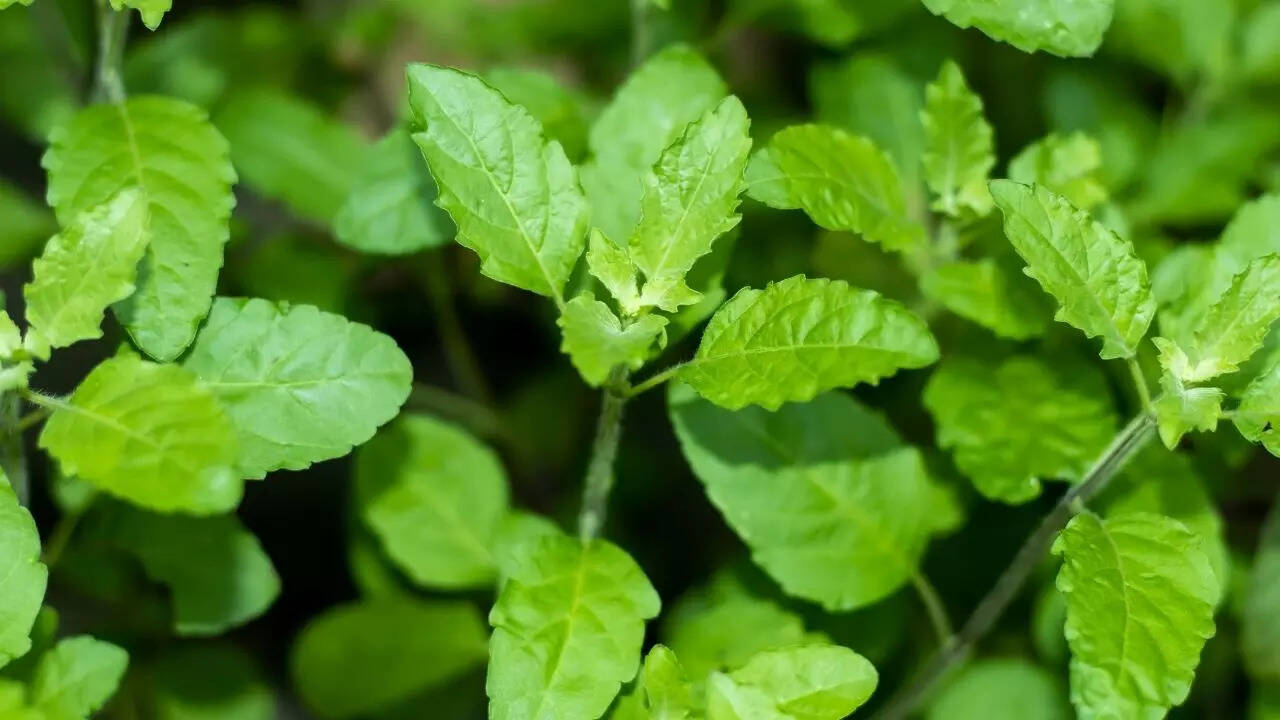 7 plants believed to attract luck and positive energy into your home as ...
