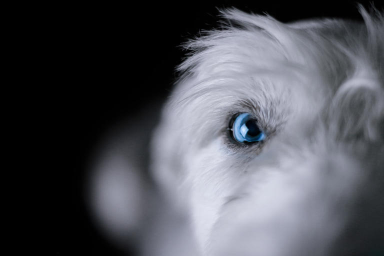 Old English sheepdog watching a movie isn't a fan of dad interrupting