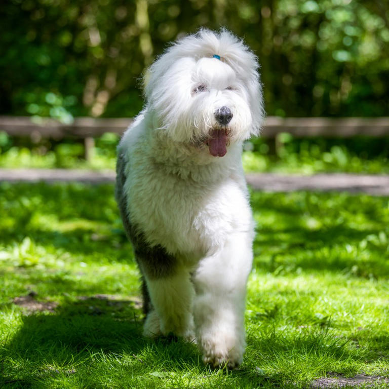 Clever sheepdog holding remote control ransom in exchange for a treat ...