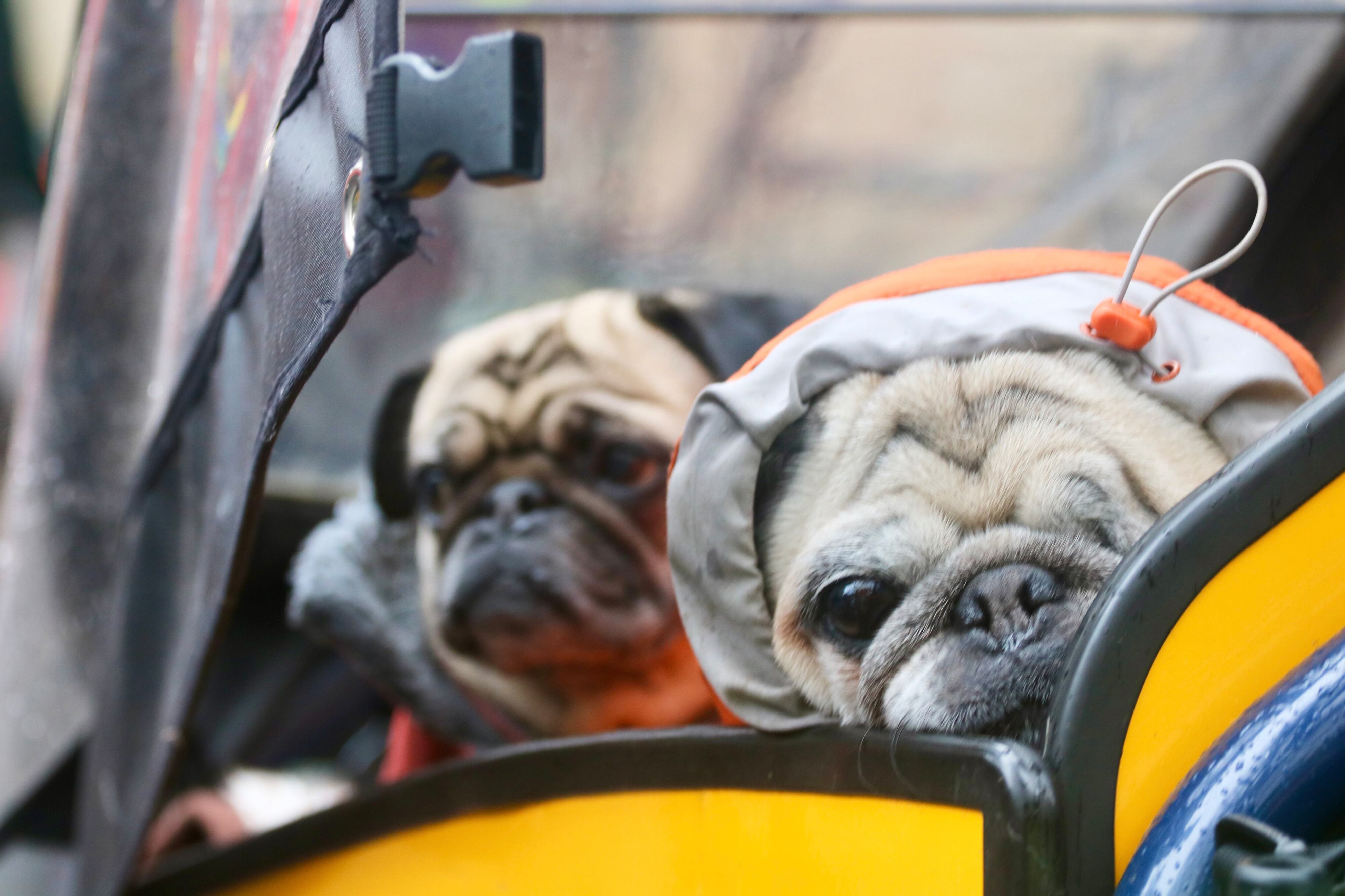 Portland’s annual New Year’s Day bike ride sees pugs, city councilor ...