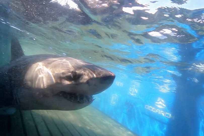 Massive great white shark tracked by scientists follows 'new' East ...