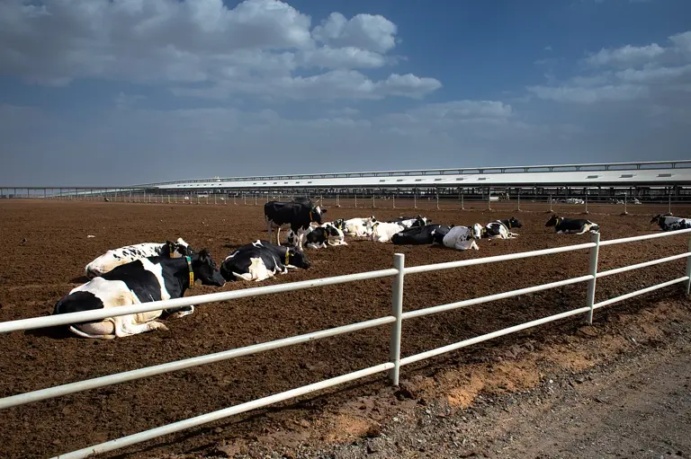 Desert to dairy farm: Inside Mleiha’s Sharjah factory that produces 600 ...
