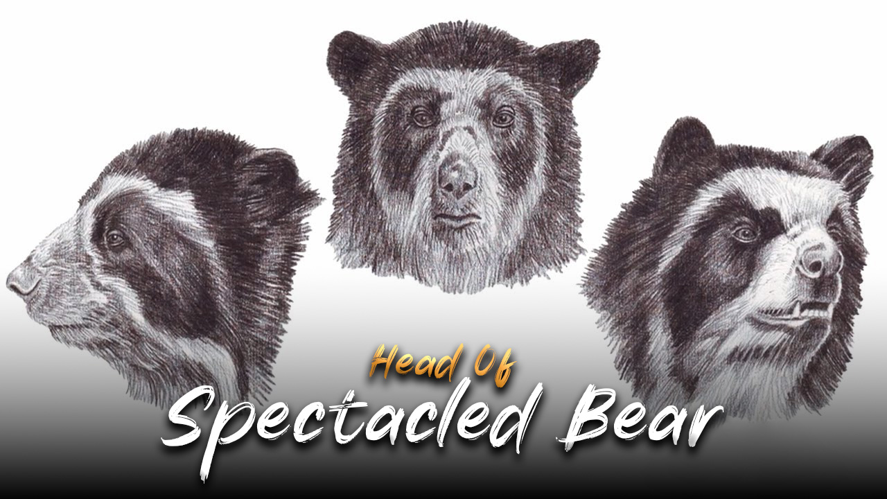 Learn to draw a spectacled bear head with simple shapes