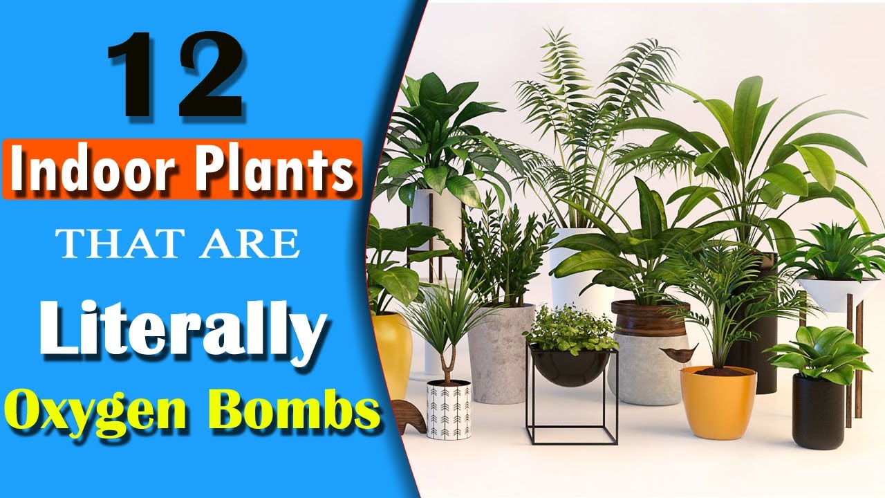 12 indoor plants that act like natural oxygen sources