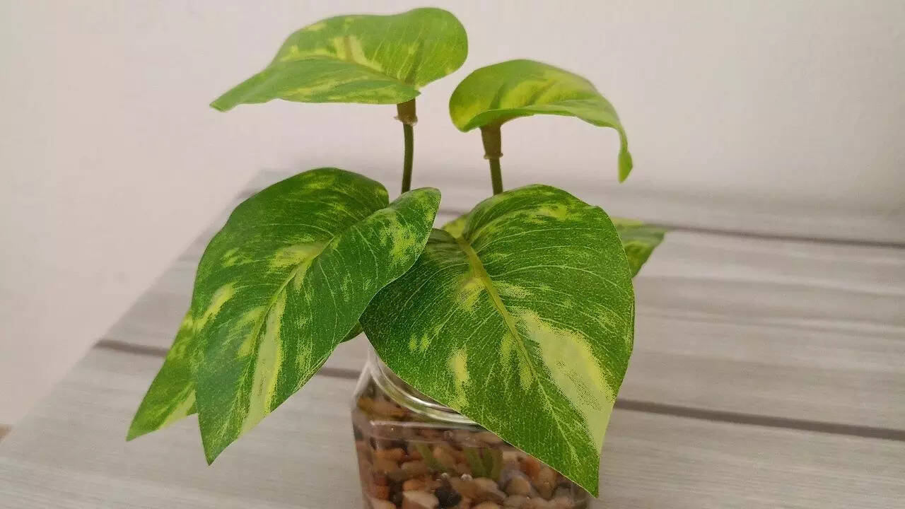 7 plants believed to attract luck and positive energy into your home as ...