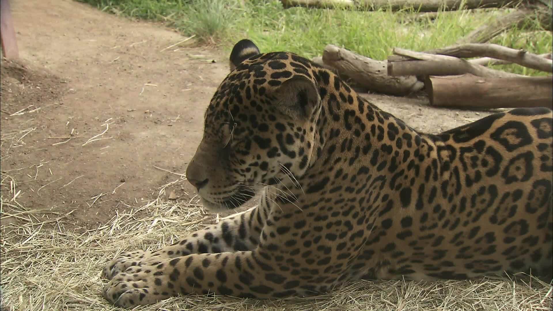 These two jaguars start off on the wrong paw — and need to make up if ...