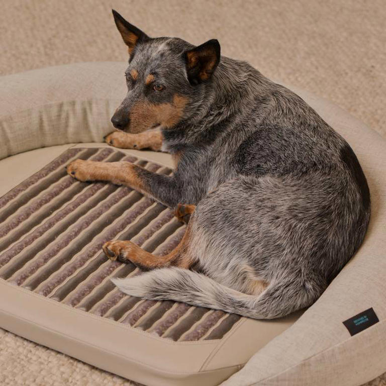 Why this infrared dog bed is about more than sleep