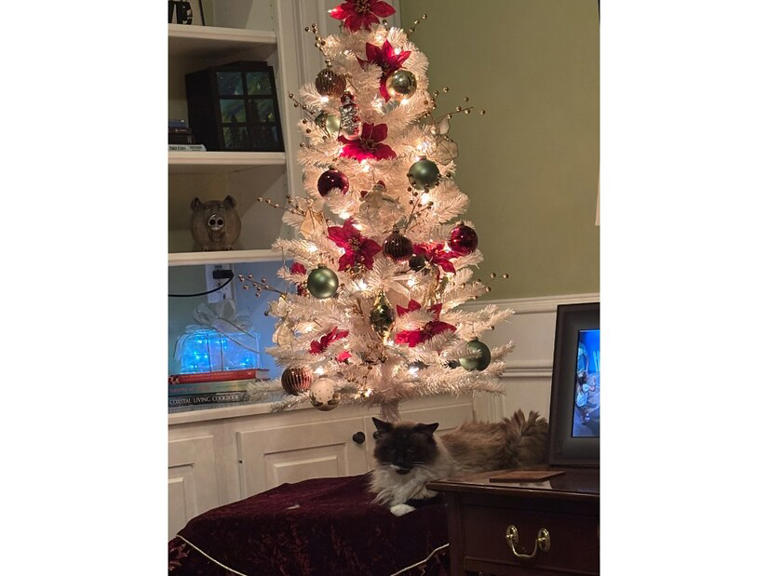 🌱 Patch AM: Which Cartersville gridiron stars just earned coveted AJC ...