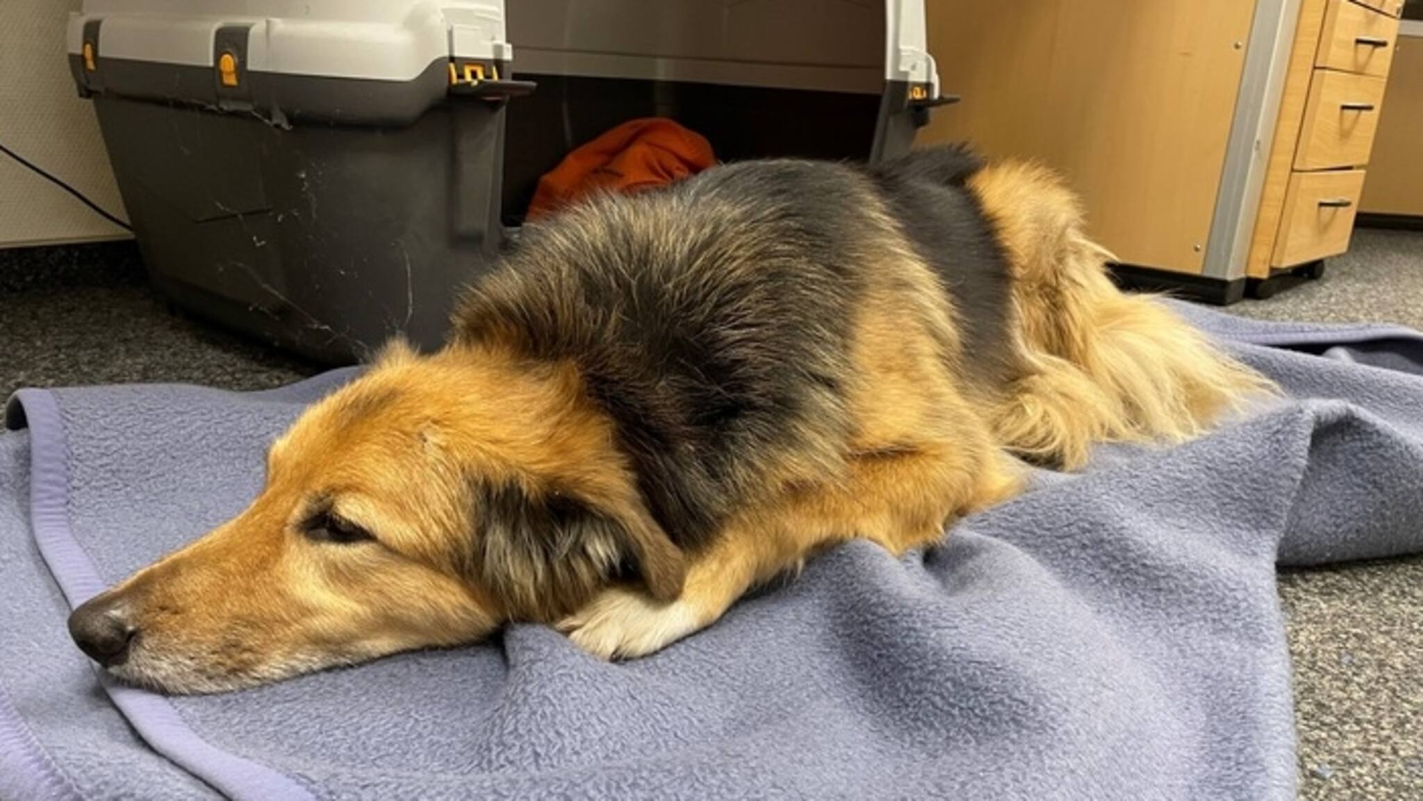 Tierischer Ersthelfer: Hund läuft von Hobbensen nach Enzen – und ...