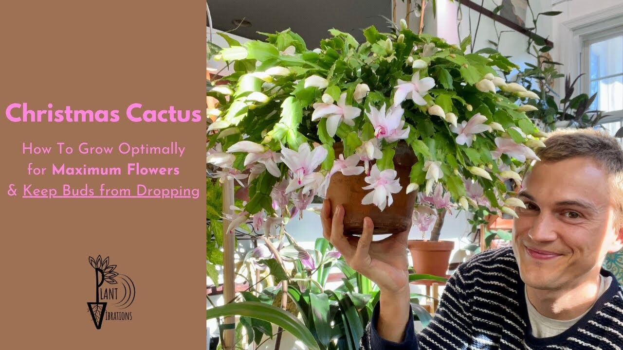Christmas cactus: How to get lots of flowers, no bud drop, & growing ...
