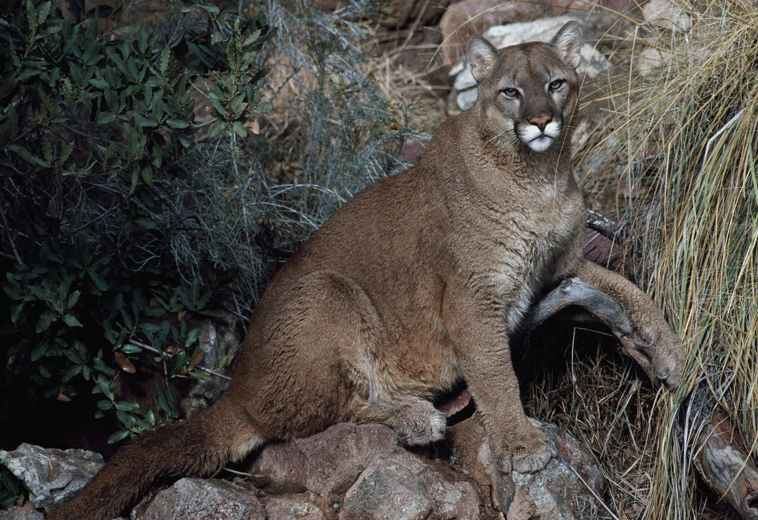 Woman dies in suspected mountain lion attack on Colorado trail