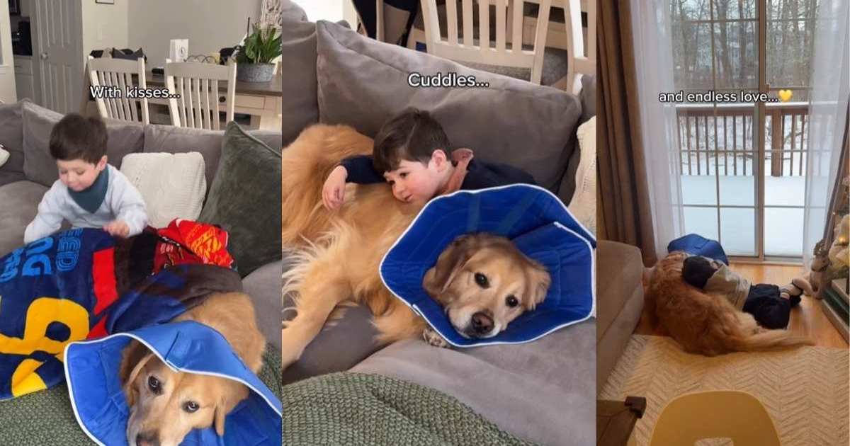 Golden retriever gets tender loving care from little boy after surgery