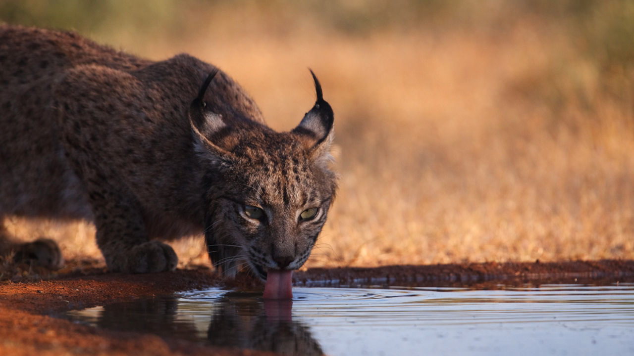 I hid a camera by the lake and was caught by a lynx