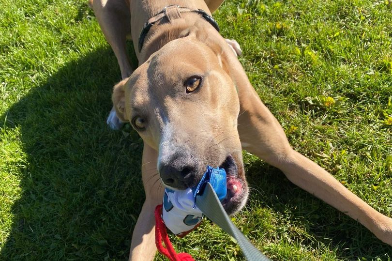 'Gentle giant' rescue dog finally rehomed after three-year wait in kennels