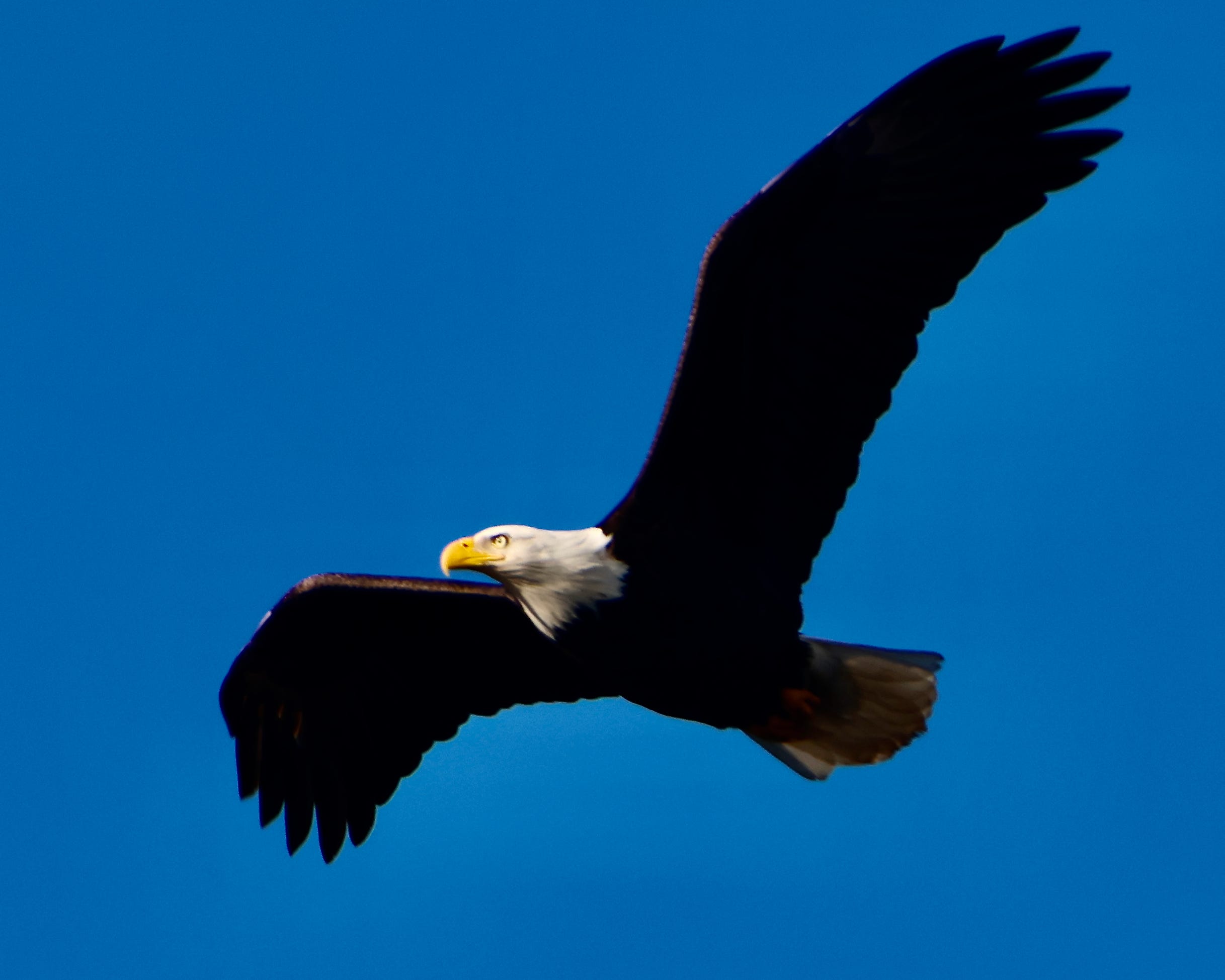 Celebrate our nation’s symbol at North Jersey bald eagle festival