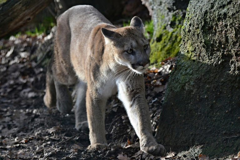 Ženu při túře v horách v Coloradu zřejmě zabila puma americká