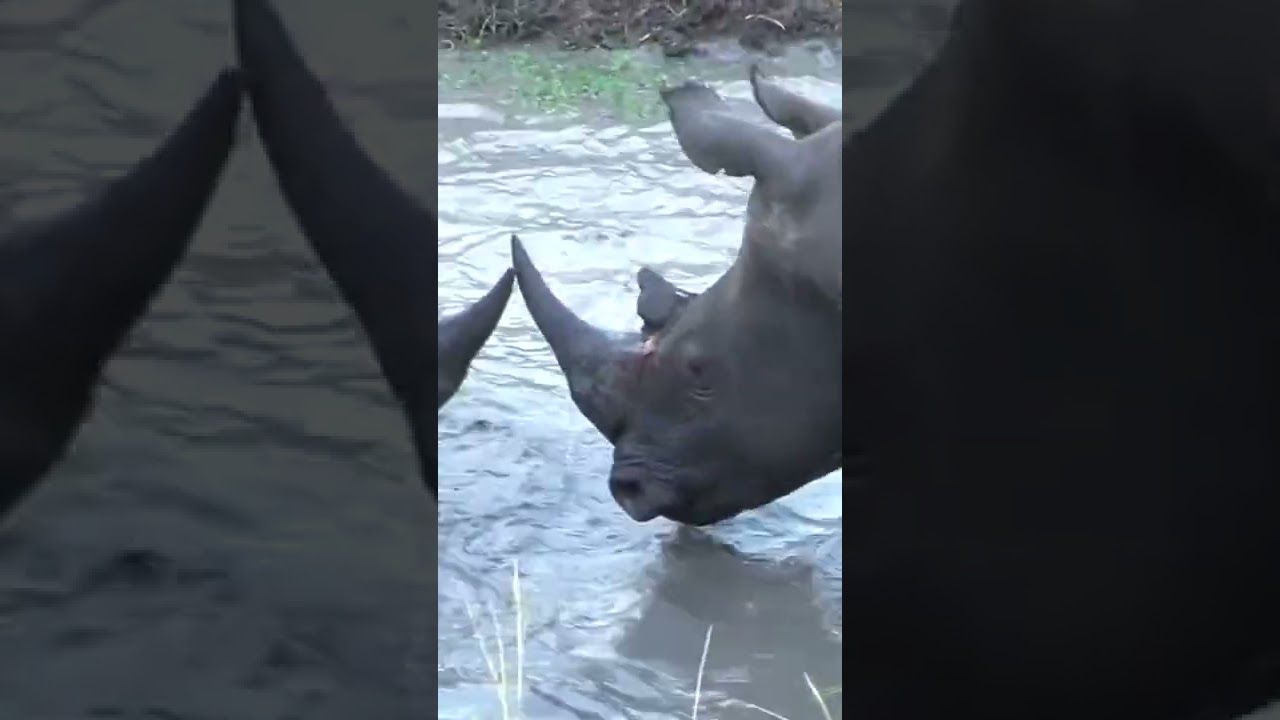 Rhinos cross horns in fierce and intense territorial duel