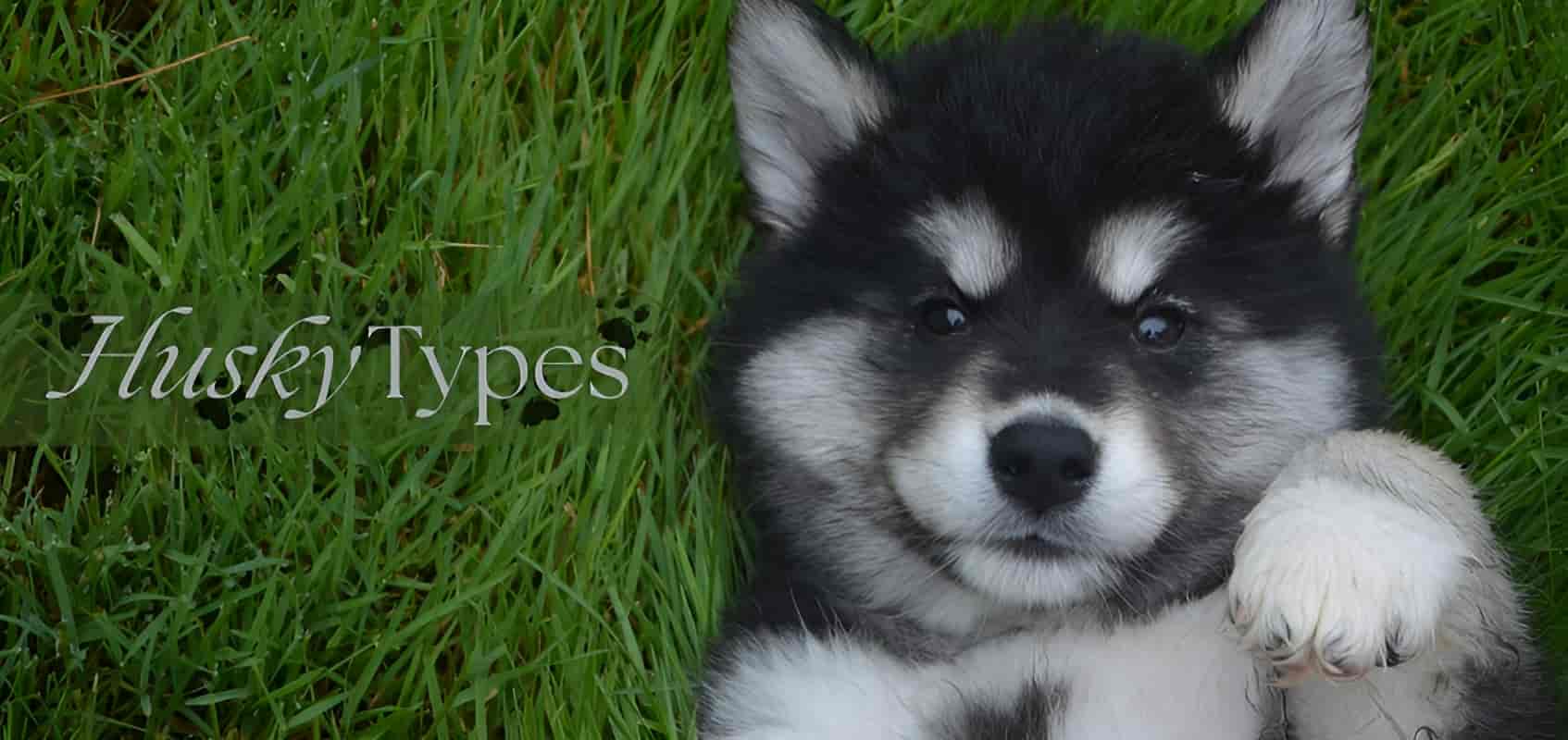 Types of husky: Surprising breeds you didn’t know belonged to the husky ...