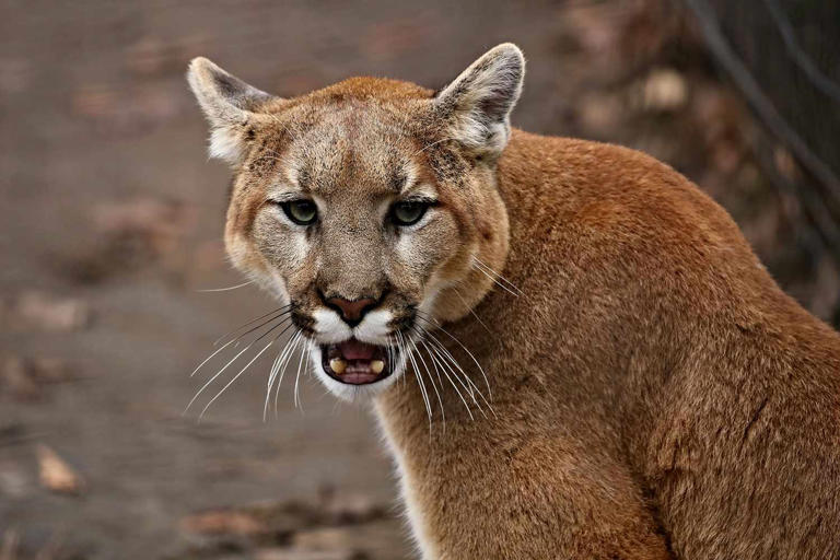 Woman dead in suspected mountain lion attack after going on solo New ...