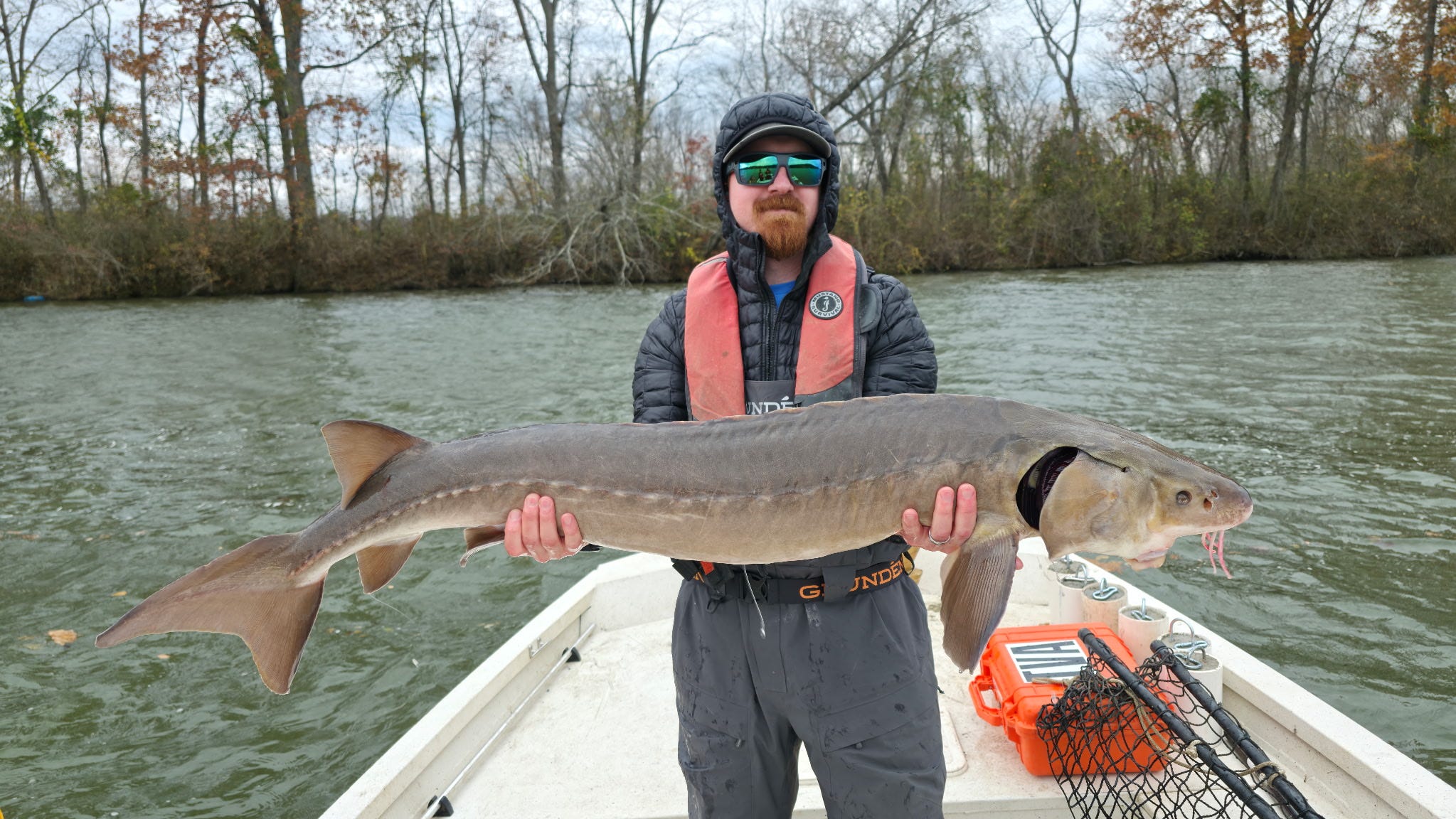 How TVA, TWRA partnered to bring prehistoric fish back to Tennessee