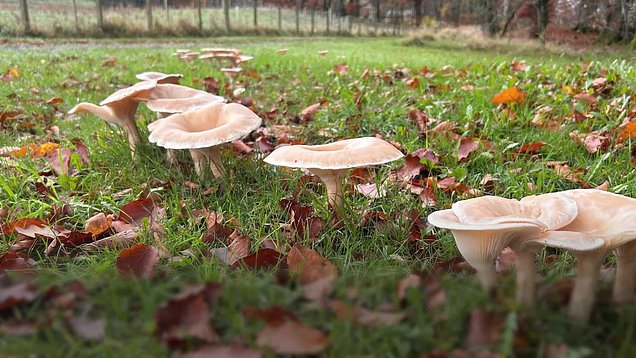 Scottish company harnesses fungi 'superpowers' to restore forests ...