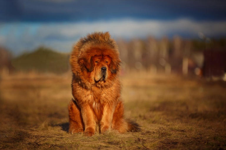 10 best fluffy dog breeds, according to veterinarians