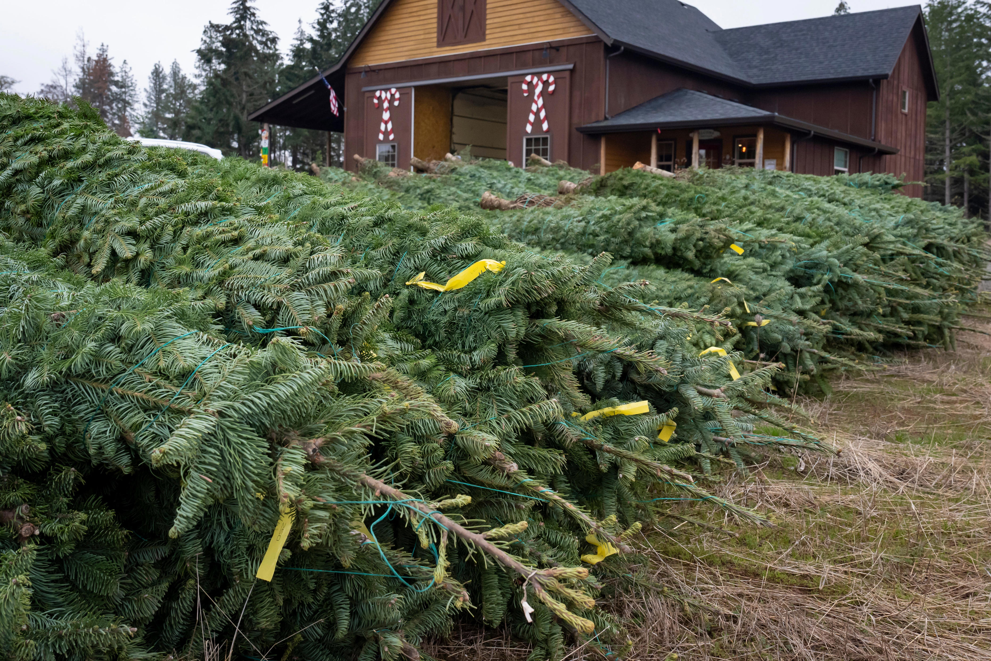 How to dispose of your Christmas tree in Eugene and Springfield