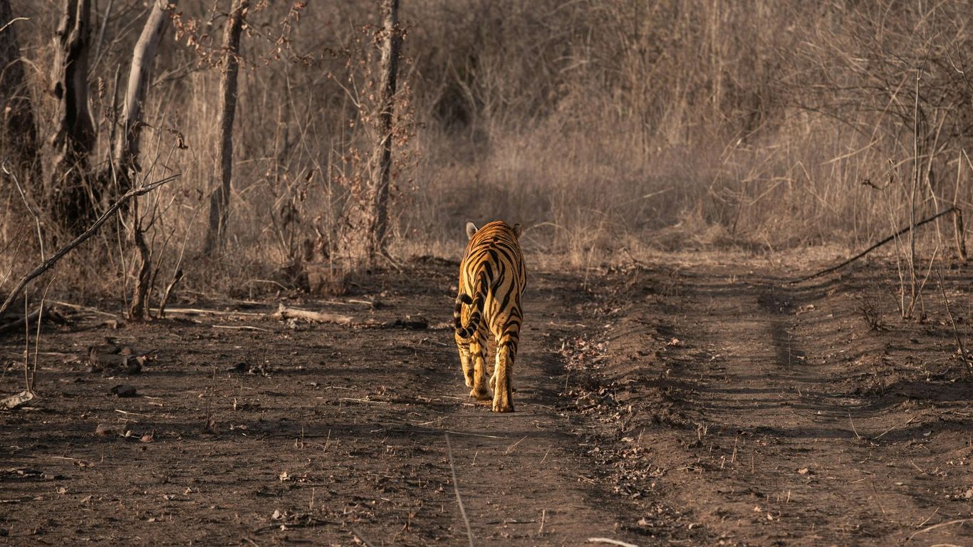 Journey through India's remote wildlands at these 19 sanctuaries