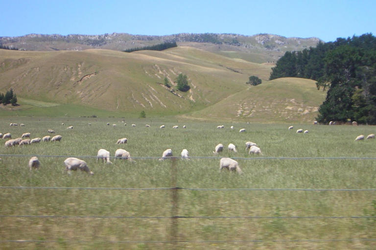 How share milking has suited Robert Ervine down in New Zealand