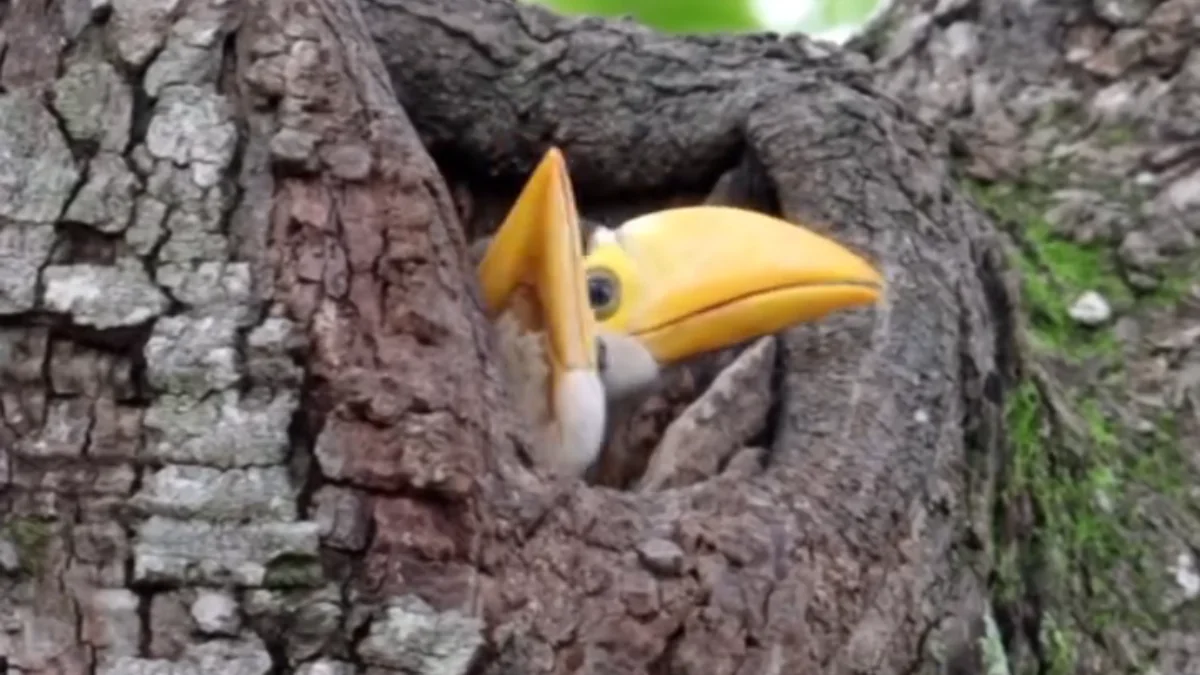 Fotógrafa registra o momento em que filhotes de tucano colocam a cabeça ...