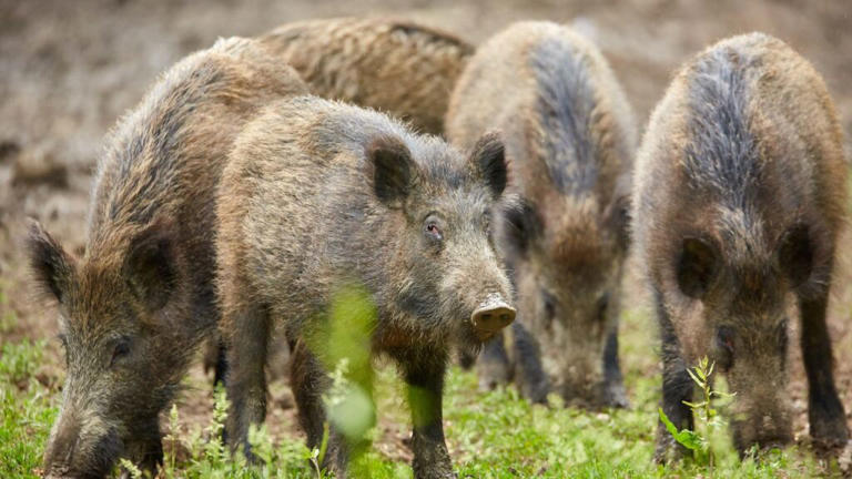 Hog hunters agree—these 5 cartridges get the job done