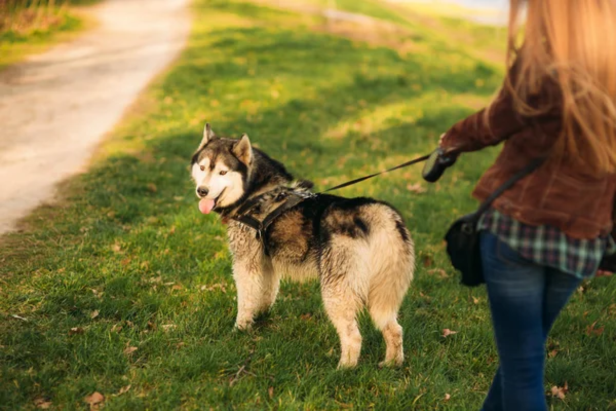Smart tips for traveling with pets