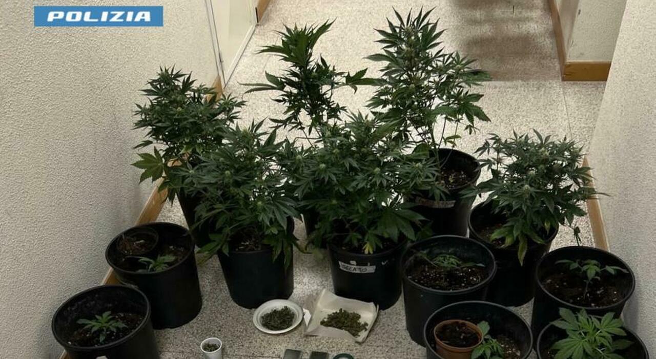 Produzione e spaccio in casa di marijuana: arrestati padre e figlio