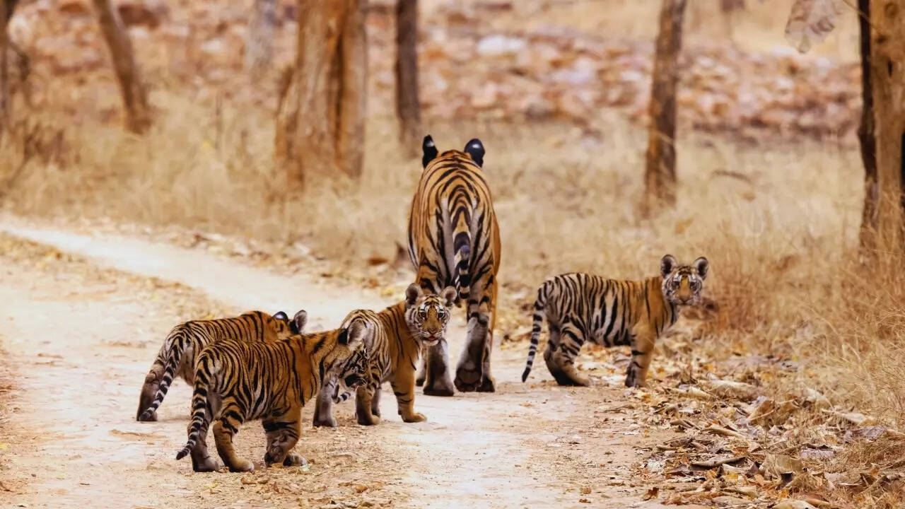 India lost 166 tigers in 2025 as per National Tiger Conservation ...