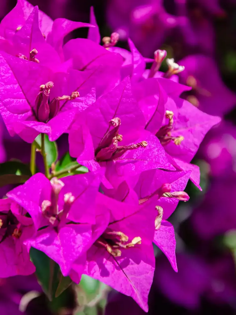 Cómo multiplicar tu buganvilla en casa y llenar tu jardín de color