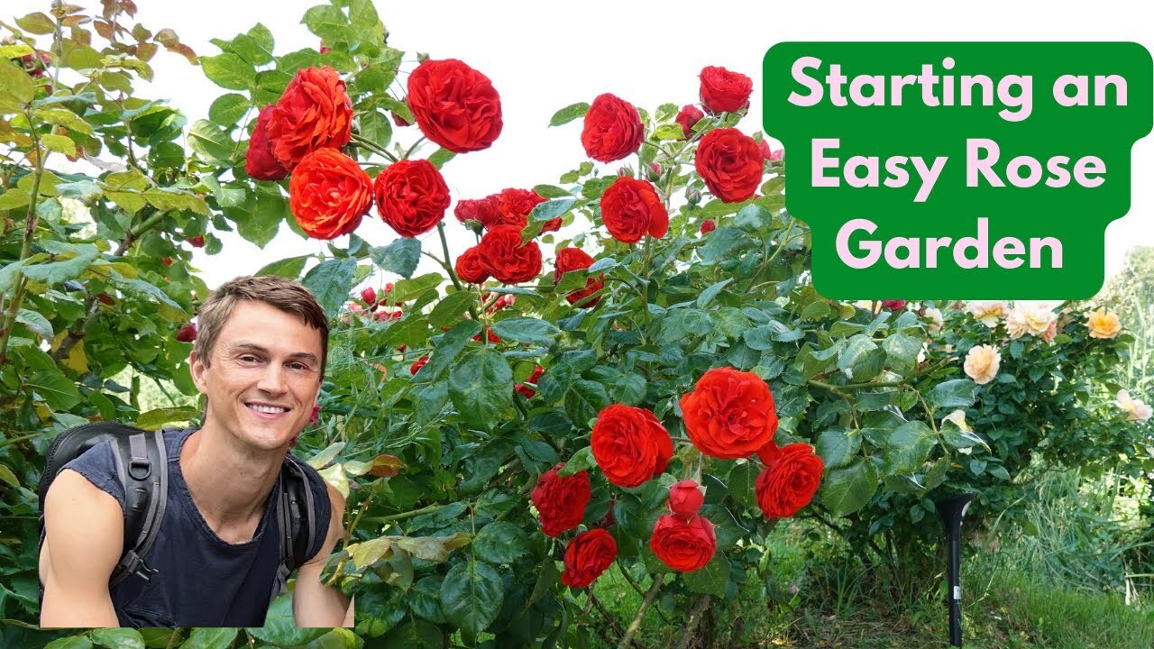 How to create a modern rose garden - easy to care for, fragrant, beautiful