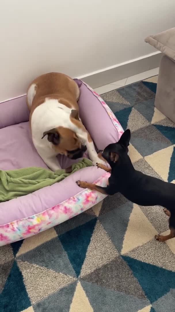 Madalena coloca um cropped e reage